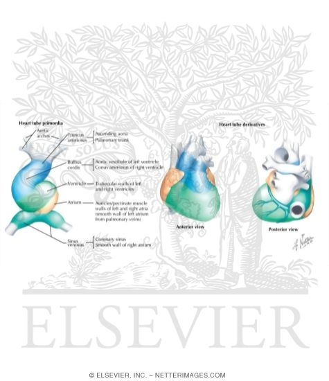 Summary of Heart Tube Derivatives Adult Derivatives of the Heart Tube ...
