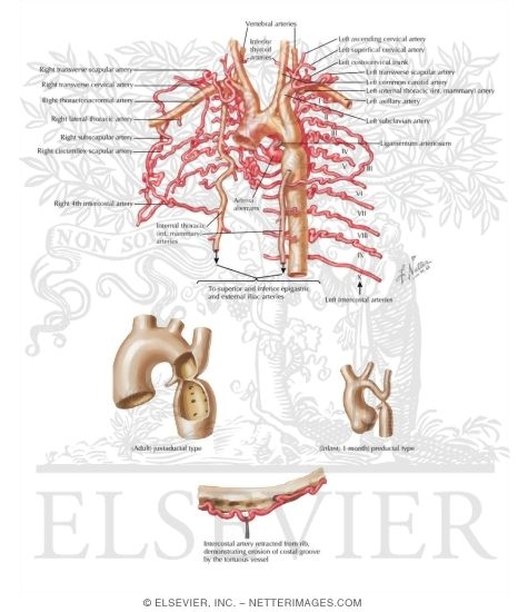Anomalies of the Aortic-Arch System Anatomic Features of Aortic ...