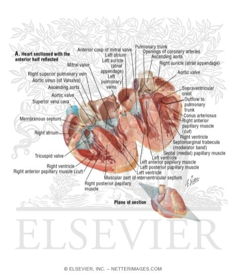 Interventricular Septum