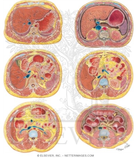 Peritoneal and Retroperitoneal Relationships