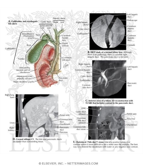 Gall Bladder and Bile Ducts