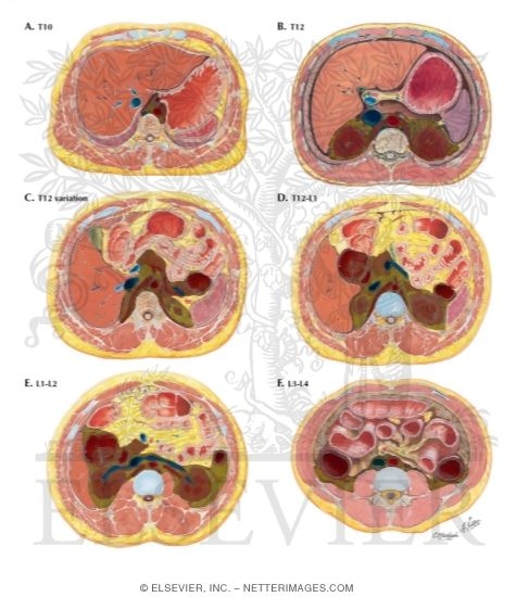 Peritoneal and Retroperitoneal Relationships