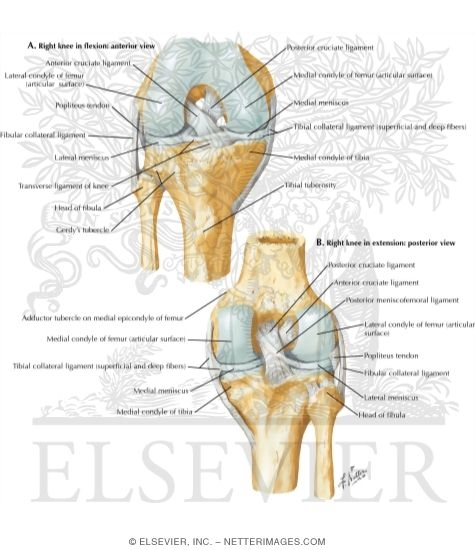 Cruciate and Collateral Ligaments of Right Knee Joint Knee: Cruciate ...