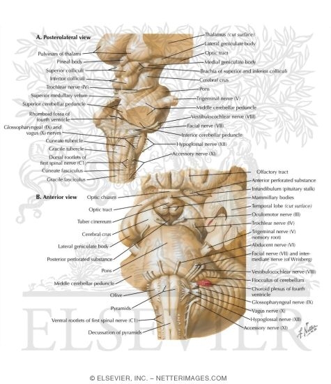 Brainstem