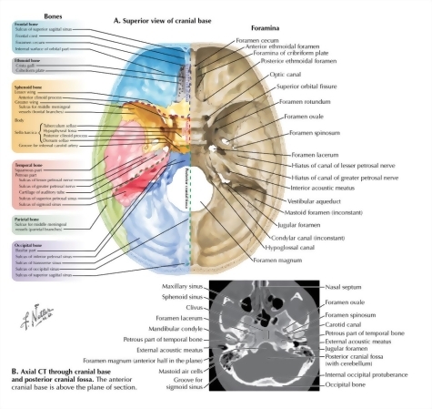 Cranial Base: Superior View