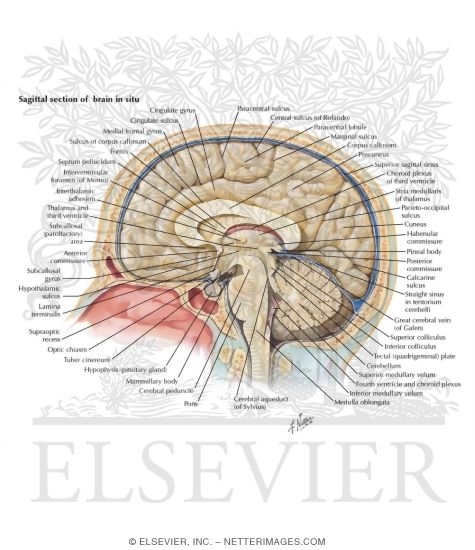 Medial Surface of the Brain: Brodmann Areas