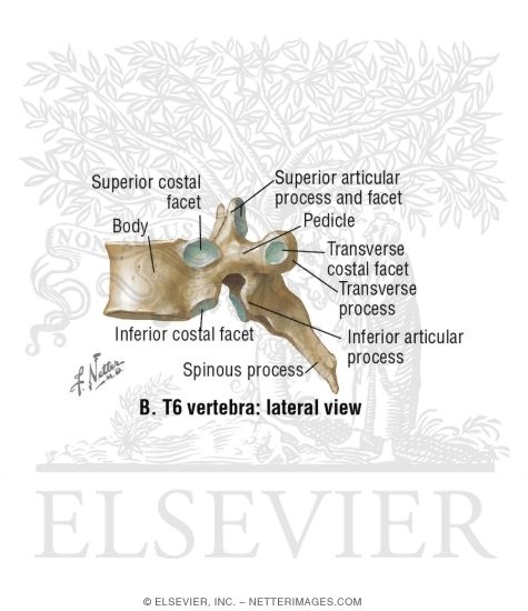 T6 Vertebra: Lateral View
