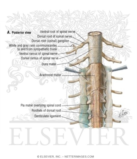 Spinal Membranes and Nerve Origins: Posterior View