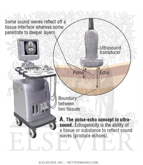 The Pulse-Echo Concept In Ultrasound