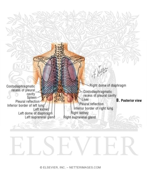 Topography of Lungs: Posterior View