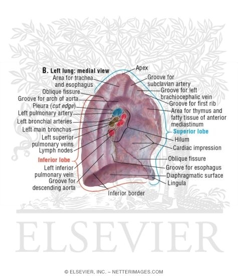 Left Lung: Medial View