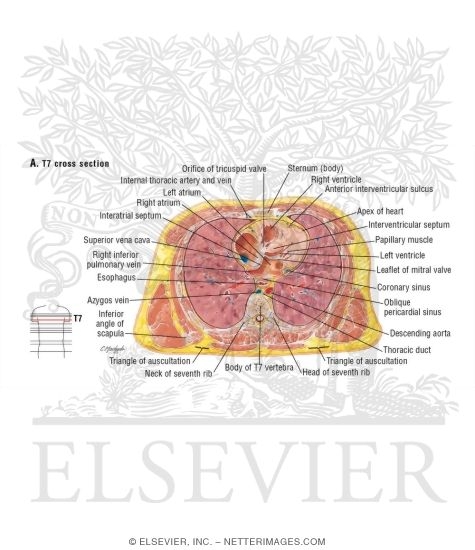 Thorax: Four Chambers of Heart