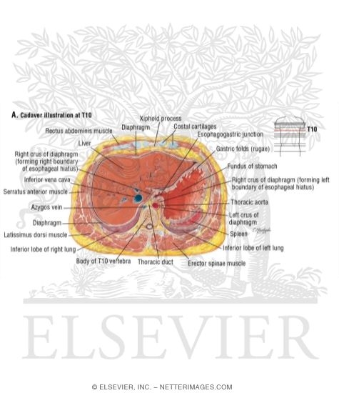 Abdomen: Esophagogastric Junction