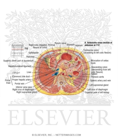Abdomen: Pylorus and Body of Pancreas