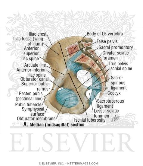 Male Pelvis With Ligaments Vessels Nerves Pelvic Floor