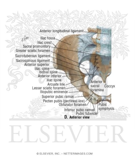 Bony Framework of Pelvis: Anterior View