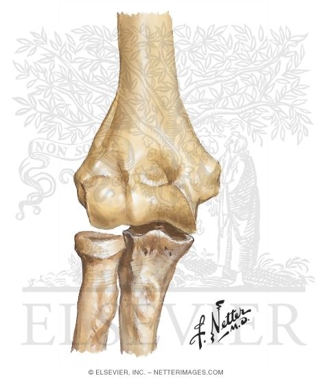 Right Elbow In Extension: Anterior View