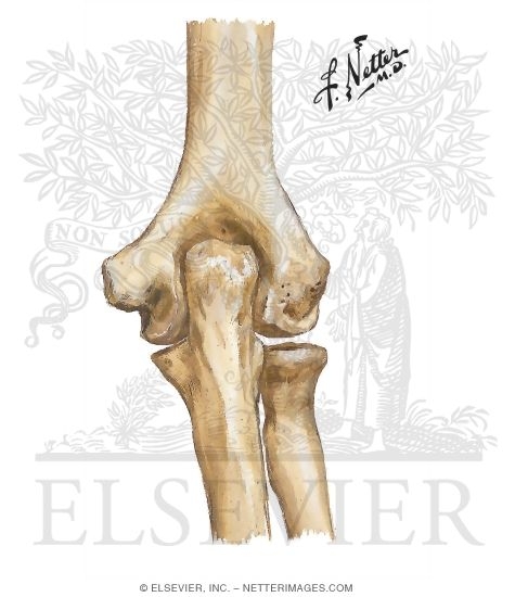 Right Elbow In Extension: Posterior View