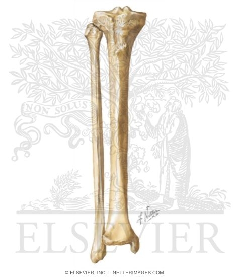 Bones of Right Leg: Anterior View