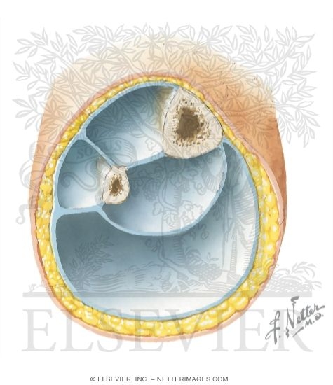 Fascial Compartments