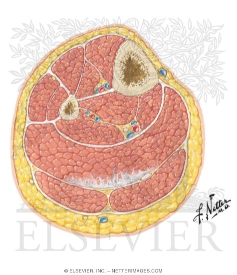 Cross Section Just Above Middle of Leg