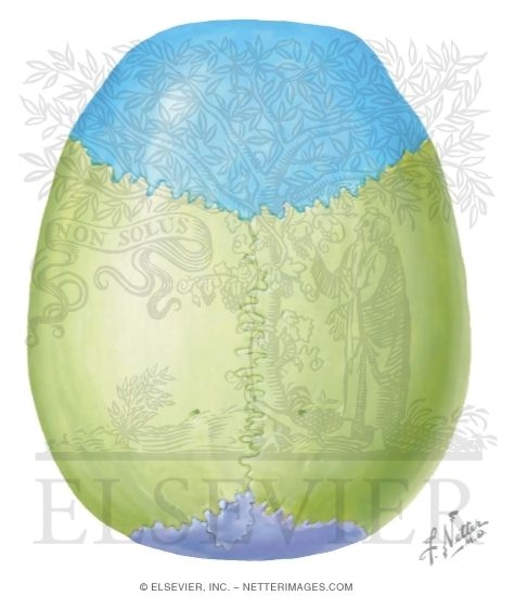 Calvaria: Superior View