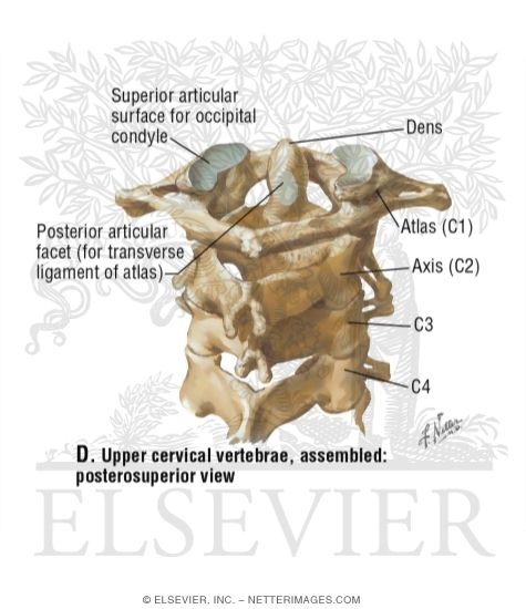 Joints of the Cervical Spine