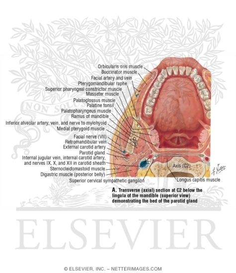 Tongue and Oral Cavity