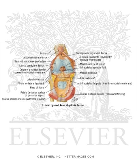 Joint Opened, Knee Slightly In Flexion