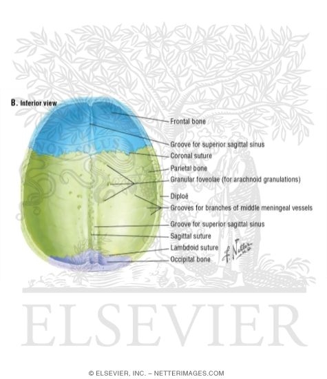 Calvaria: Inferior View