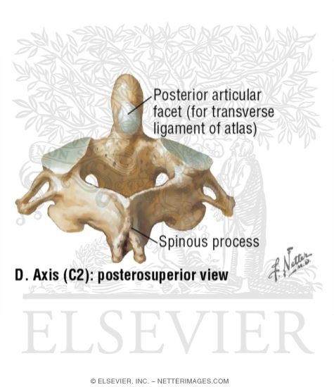 Axis (C2) Posterosuperior View