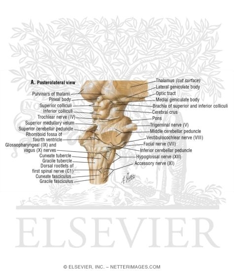 Brainstem: Posterolateral View