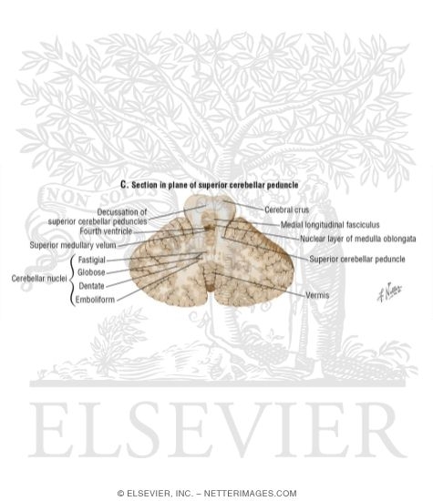 Interior of Cerebellum