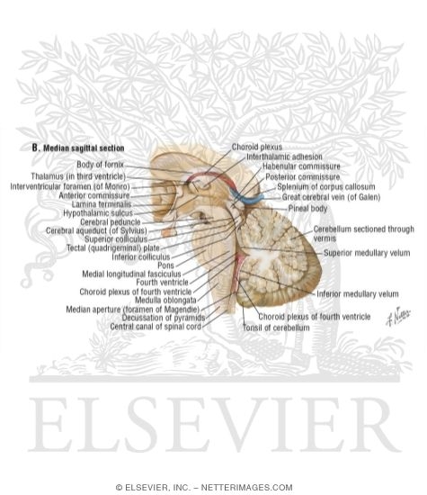 Anatomy of the Fourth Ventricle: Median Sagittal Section