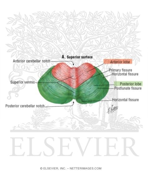 Cerebellum: Superior Surface