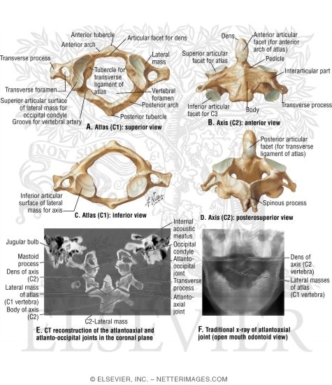 atlas difference axis