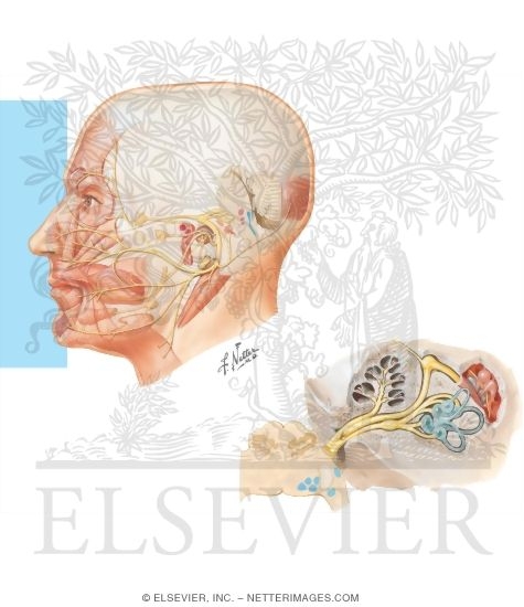 Facial Nerve Extracranial Course