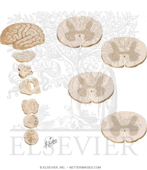 Cerebral Cortex: Efferent Pathways
