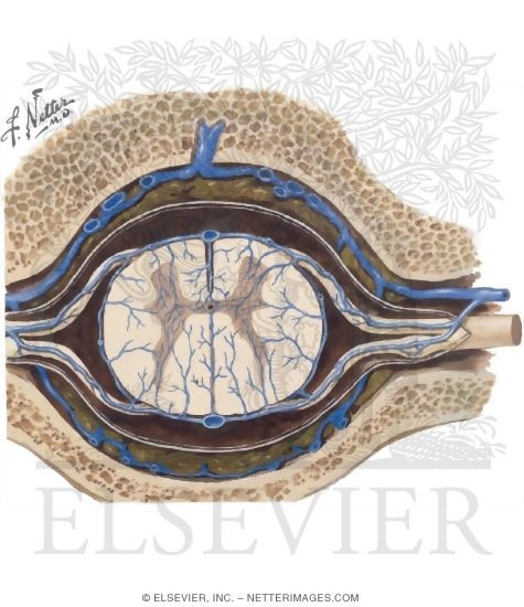 Veins of Spinal Cord and Vertebrae