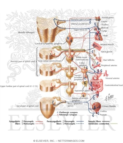 Cholinergic and Adrenergic Synapses: Schema Cholinergic and Adrenergic ...