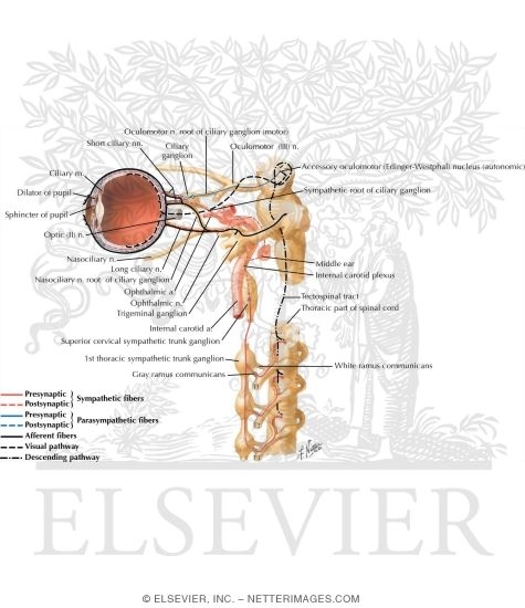 Ciliary Ganglion: Schema Innervation of the Intrinsic Eye Muscles ...