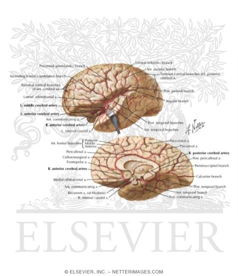 Arteries of Brain: Lateral and Medial Views Arterial Supply of the ...