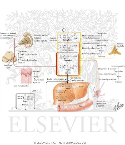 Catecholamine Synthesis