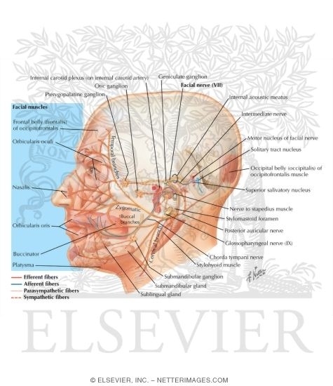 Facial nerve (VII)