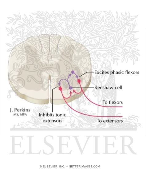 Renshaw Cell Bias