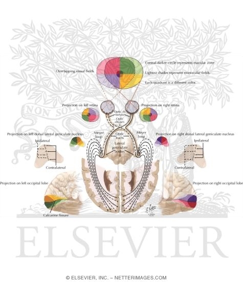 Visual Pathways: The Retino, Geniculo, and Calcarine Pathway