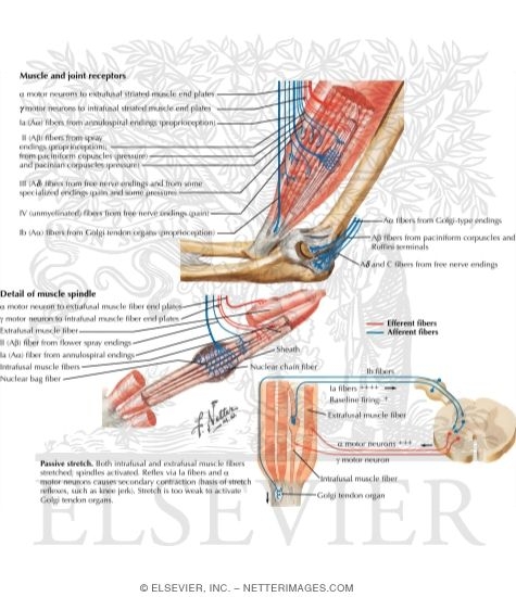 Muscle and Joint Receptors and Muscle Spindles