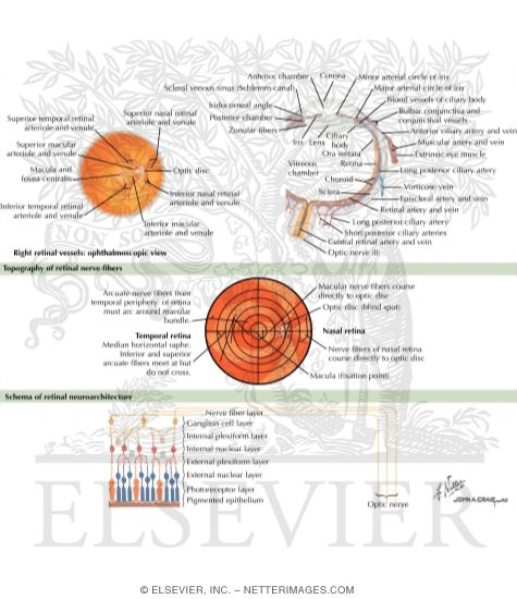 Retinal Architecture and Perimetry