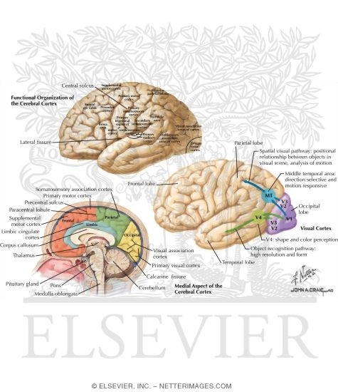 Occipital Cortex and Projections
