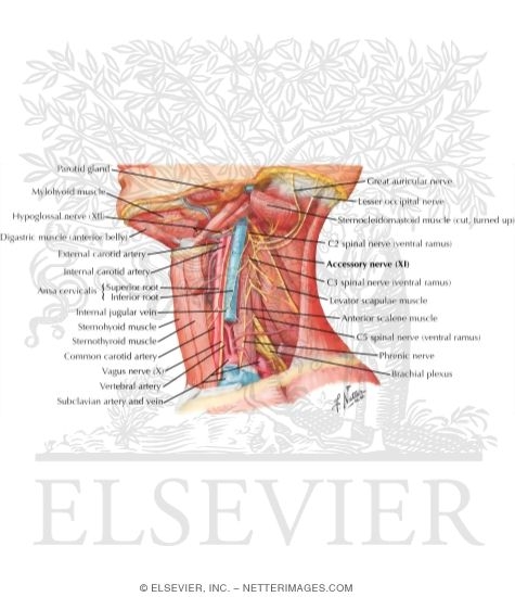 cervical plexus netter